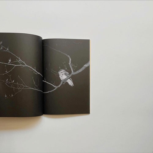 古本 dessin: Felix Wilson: Nocturnal Ecologies（Felix Wilson. Perimeter ...